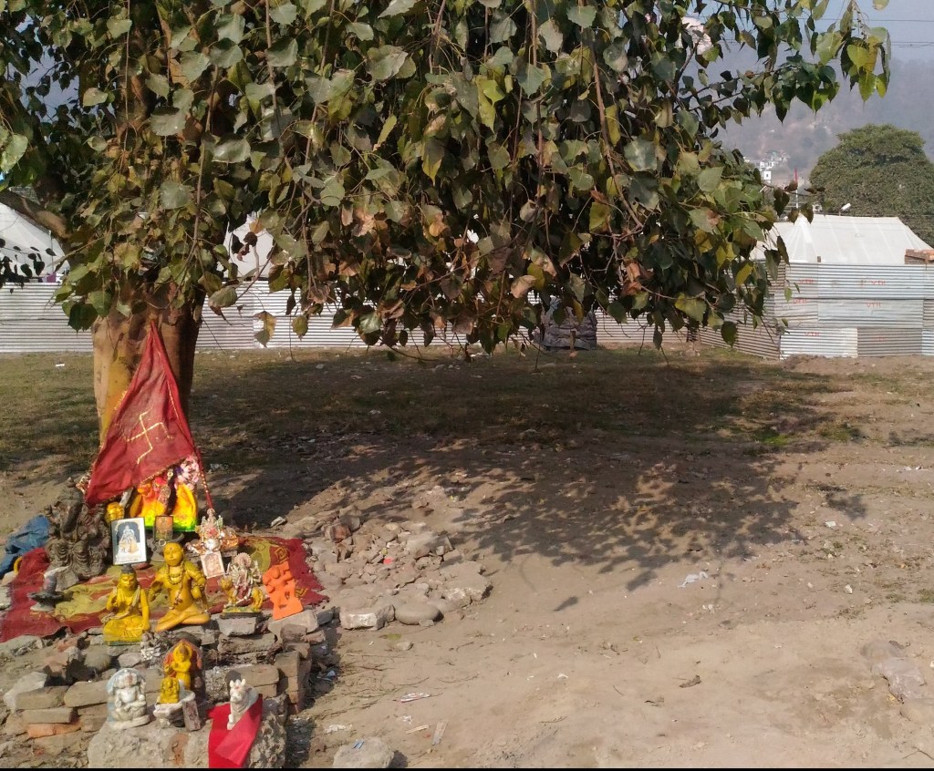 Kalpavriksha or the Tree of Life – Origins and Historical Relevance ...