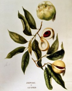 Paintings by the colonial era Company artist: SitaRam – Moni Gāthā